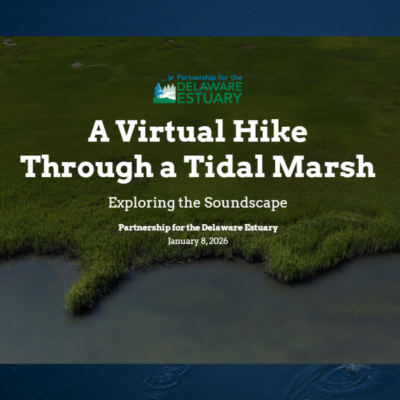 Take a Hike! Experience Sights and Sounds Via Our Tidal Marsh Story Map ...