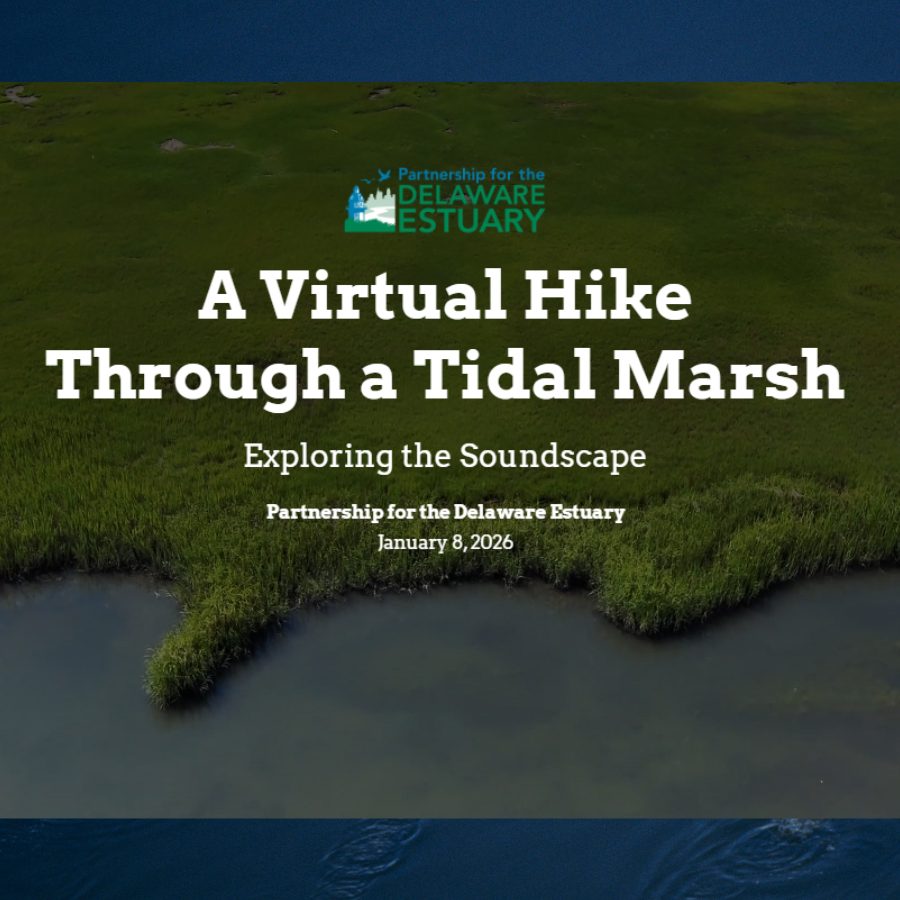 Take a Hike! Experience Sights and Sounds Via Our Tidal Marsh Story Map ...